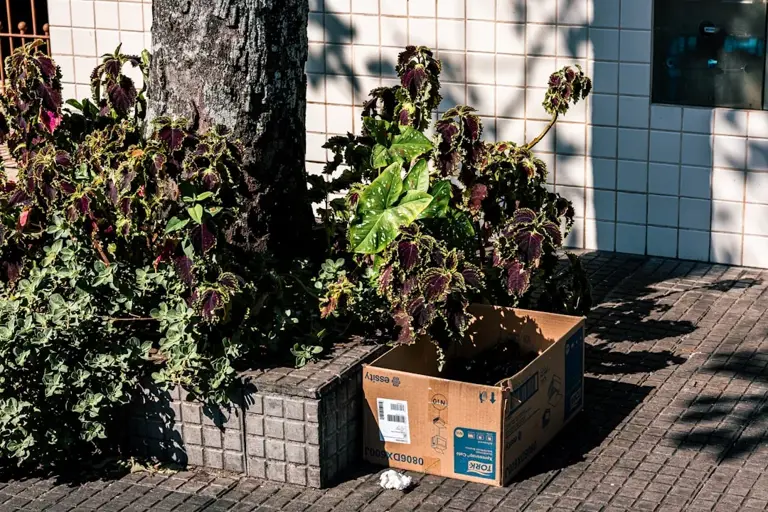 Simple trick to turn your cardboard delivery boxes into a weed-free ...