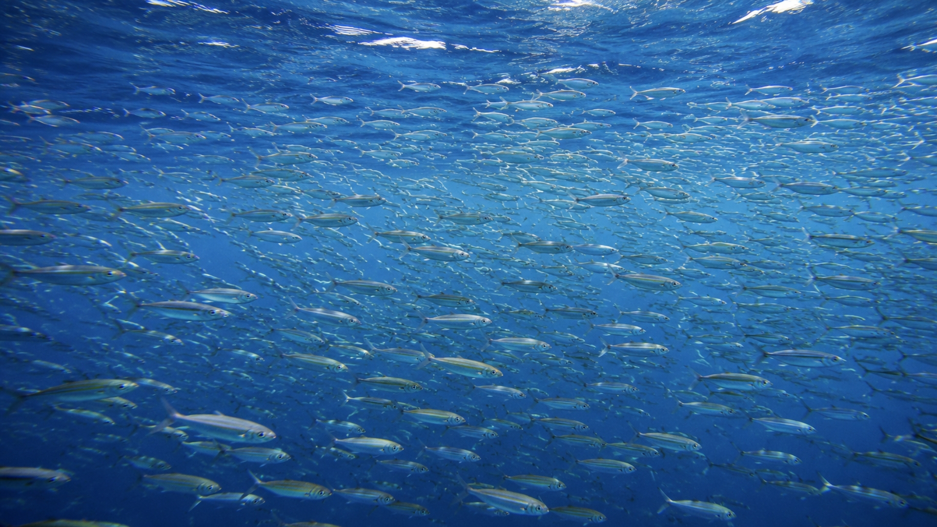 Fish gut microbes may help shape ocean chemistry