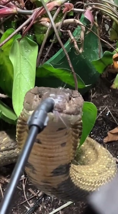 The giant king cobra’s drinking close-up is mesmerizing