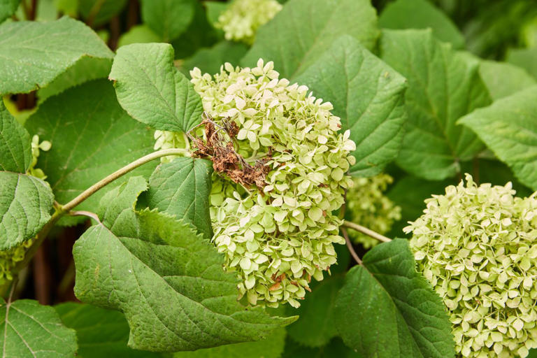 How to deadhead hydrangeas for bigger blooms, according to a horticulturist
