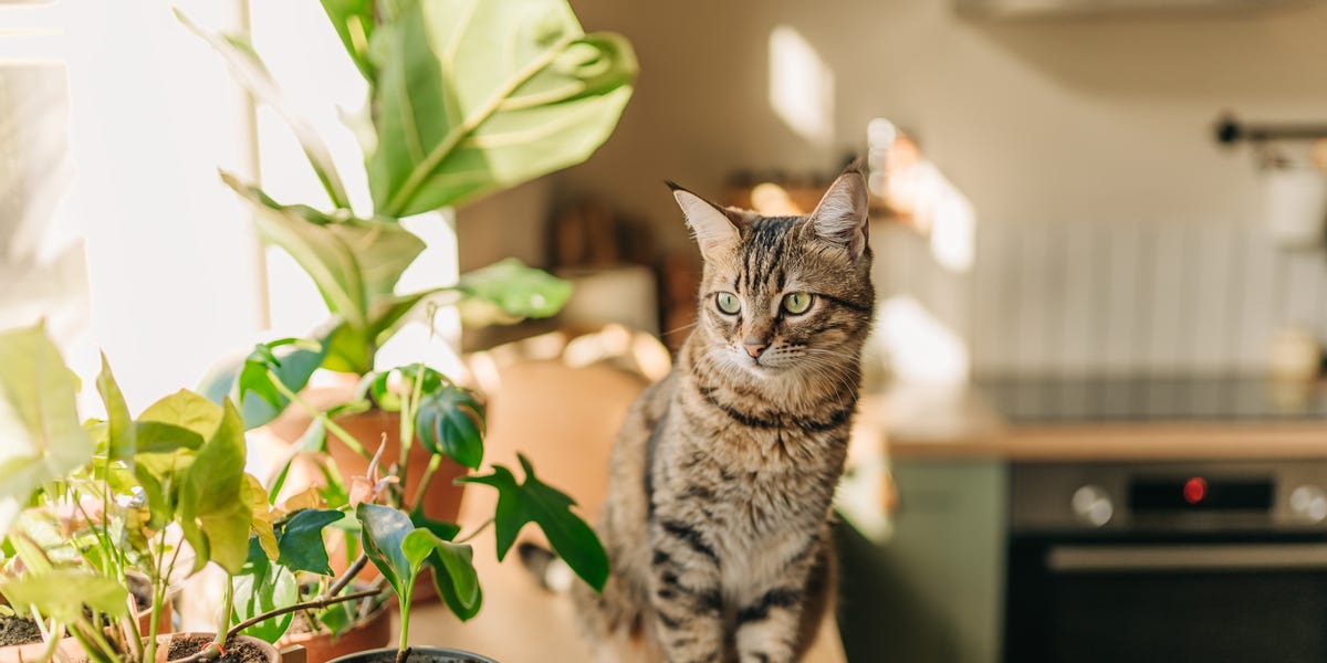 Should cats be allowed on counters? A vet weighs in