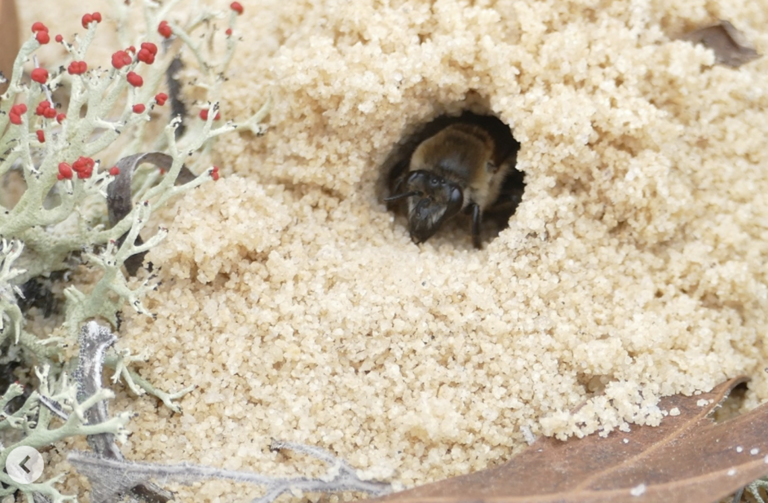 Rare bee species discovered in SC for first time, SCDNR says. See what ...