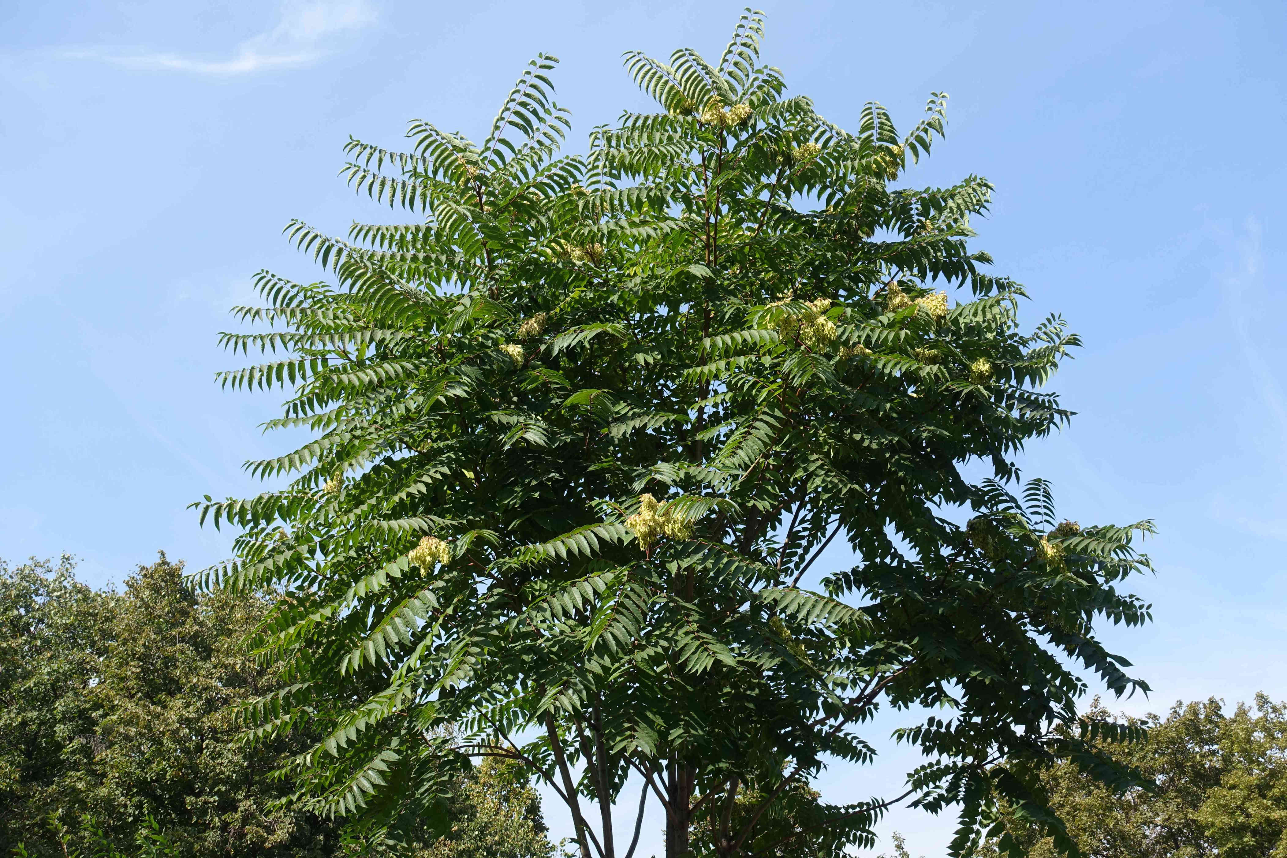 This invasive tree can take over your yard in just months, experts warn