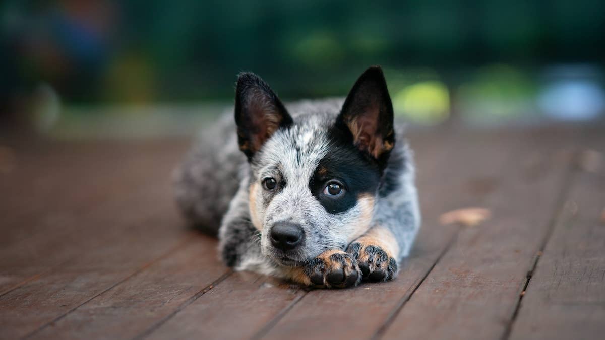 Millie the heeler puppy's first lightning bug encounter is the sweetest ...