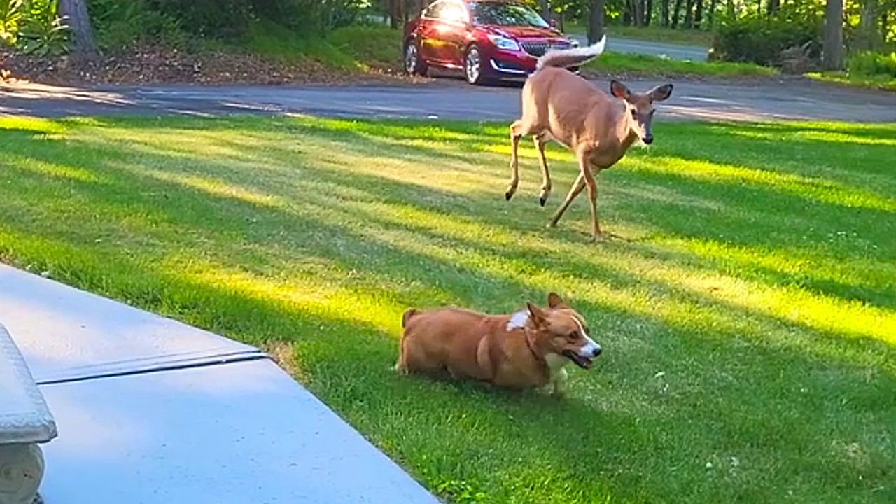 Short legs, big attitude: Corgi challenges a deer to a race in his ...