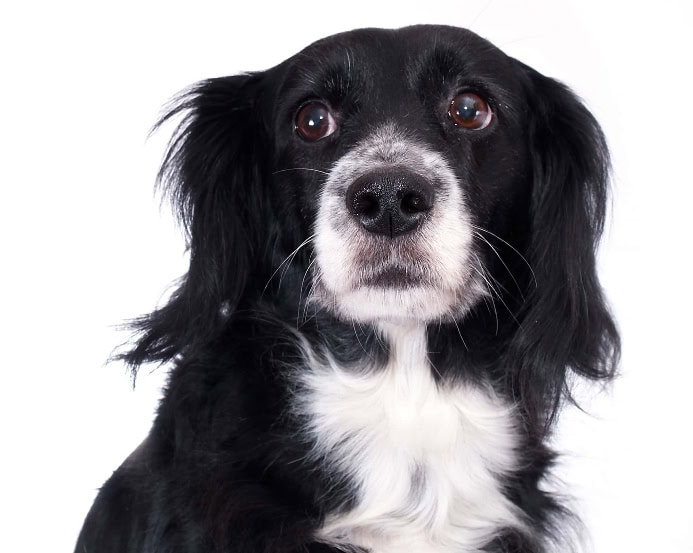 Beyond the bark: Decode your dog’s health and training triggers for a ...