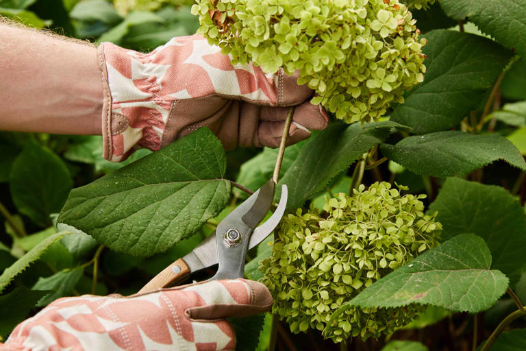 How to deadhead hydrangeas for bigger blooms, according to a horticulturist