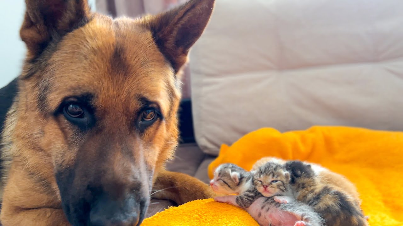 German shepherd protects baby kittens