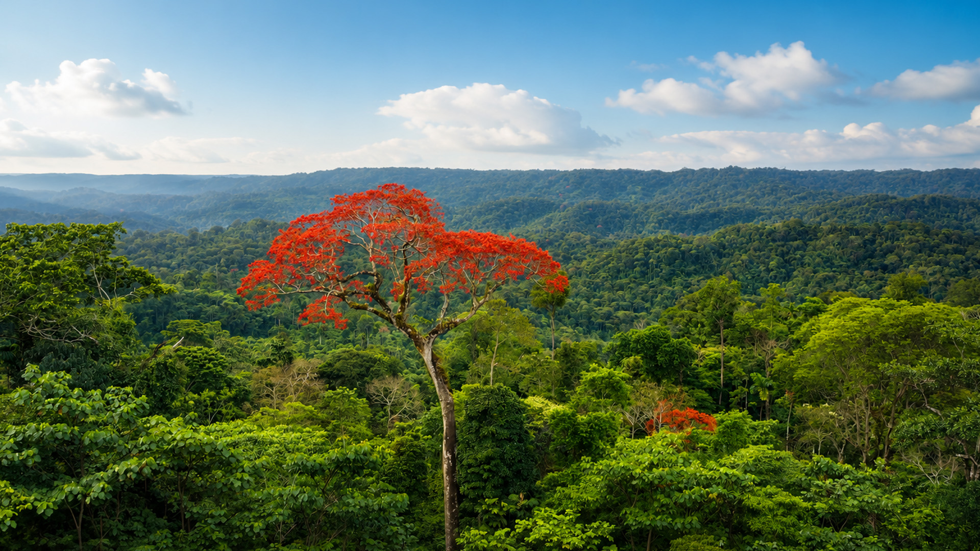 How many species live inside this rainforest?