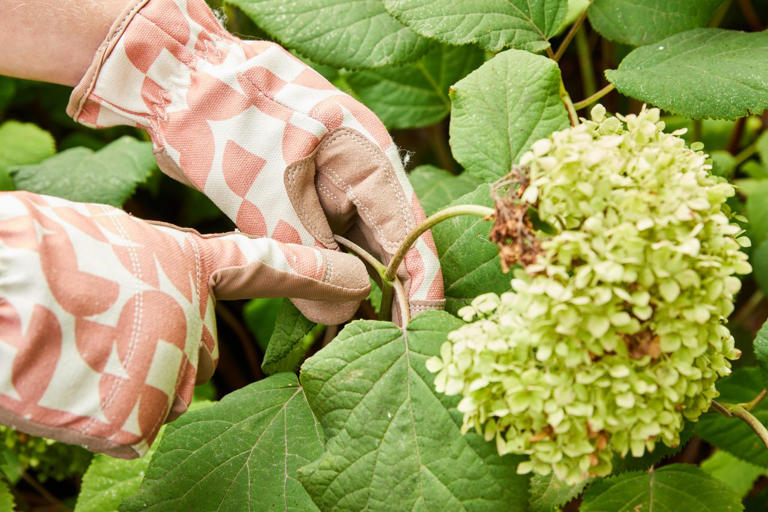 How to deadhead hydrangeas for bigger blooms, according to a horticulturist