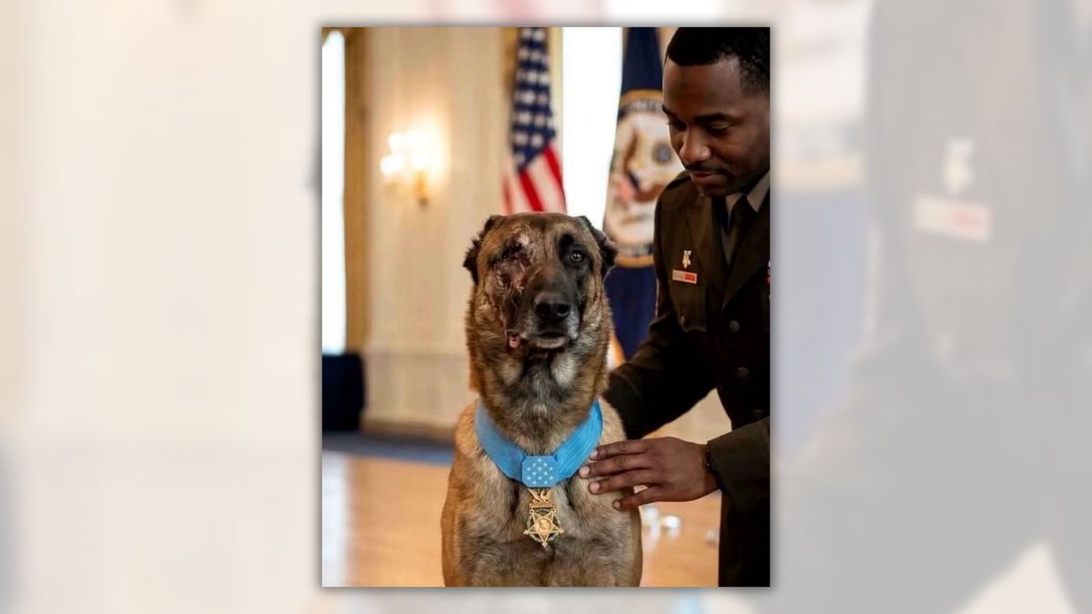 Don't believe story about heroic 'K9 Valor' surviving suicide bombing ...