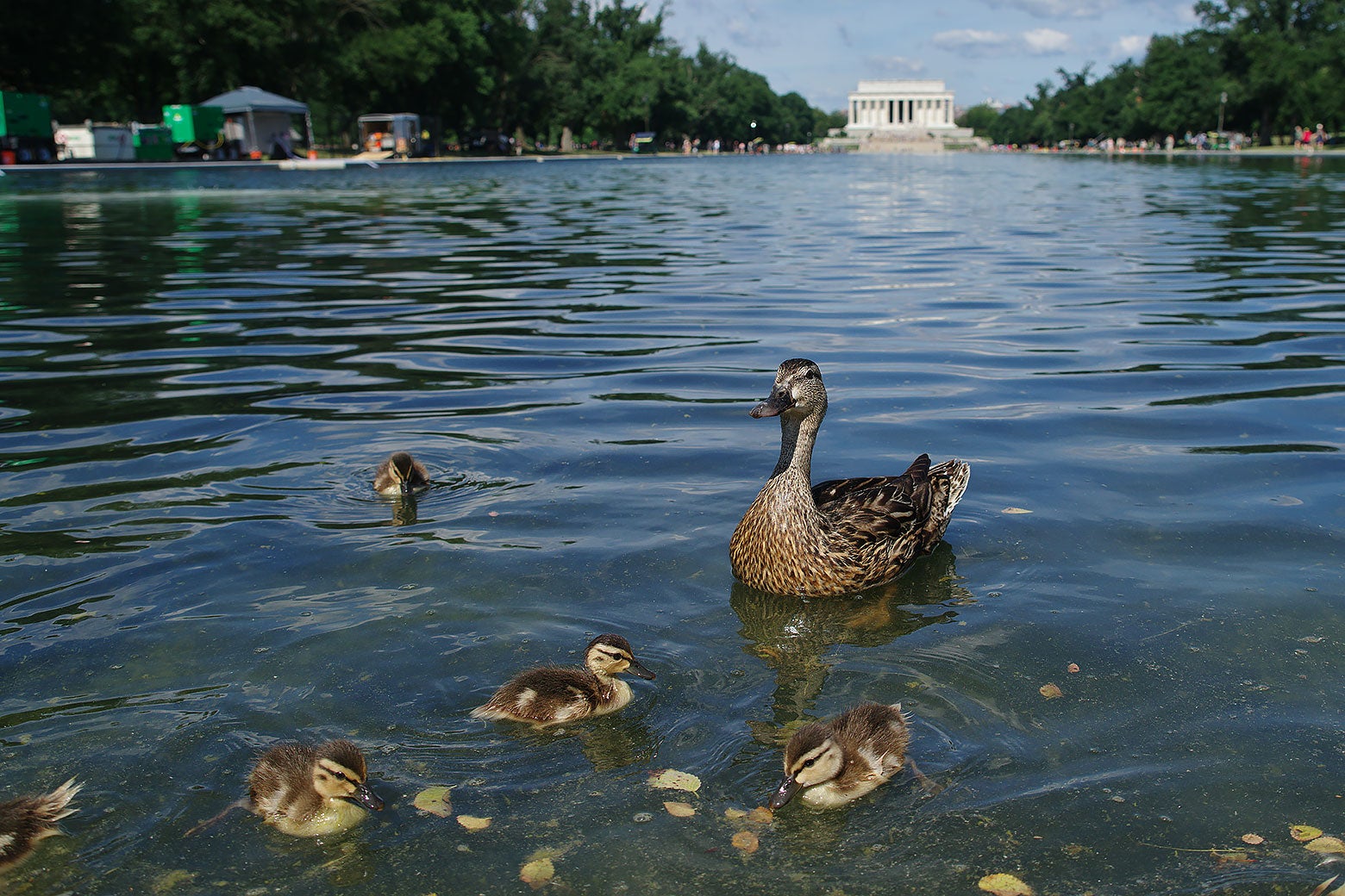 There’s a silver lining to the reflecting pool fiasco