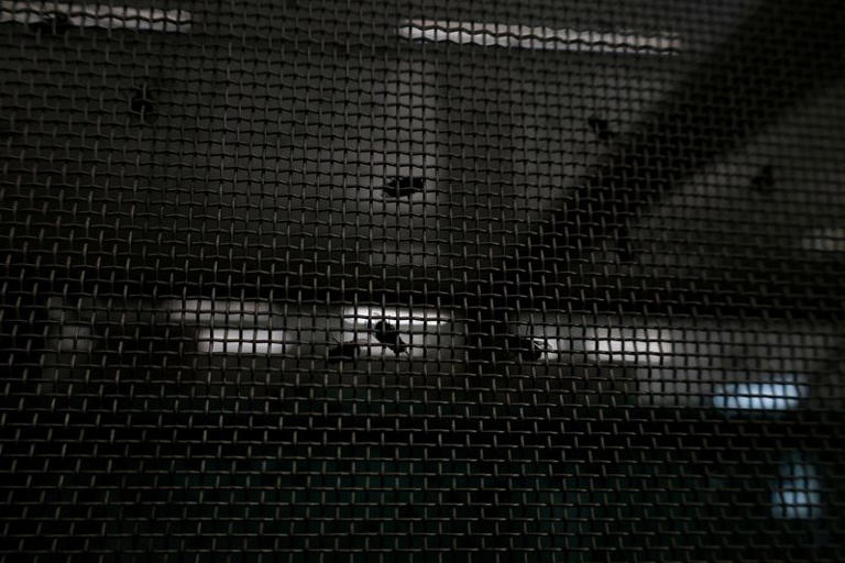 US, Mexico inaugurate sterile fly plant in Chiapas in cross-border ...