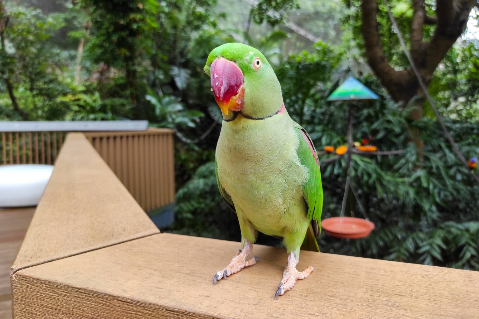 This ring-necked parrot learns to sing a challenging 5-note melody