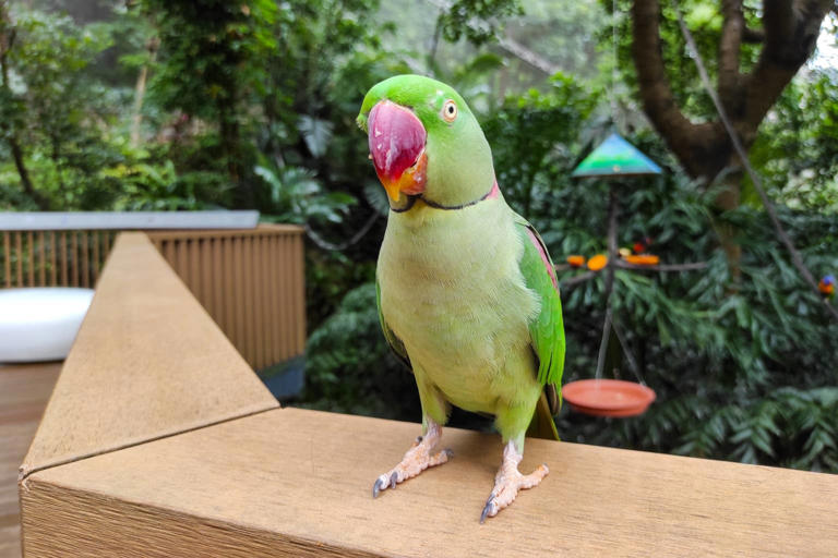 This ring-necked parrot learns to sing a challenging 5-note melody