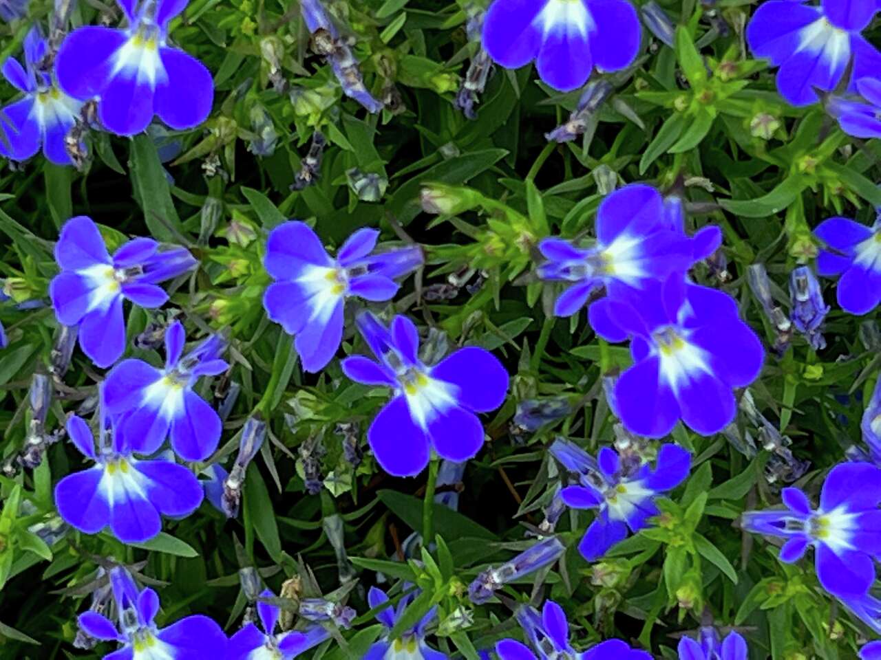 Top-performing new plants for this season