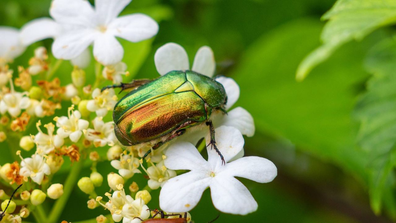 Is that a June bug or Japanese beetle? How to tell the difference