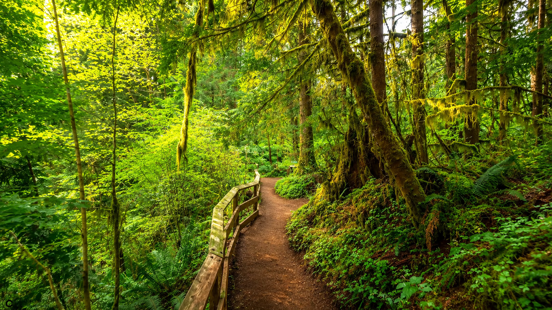 What makes this rain forest trail so special?