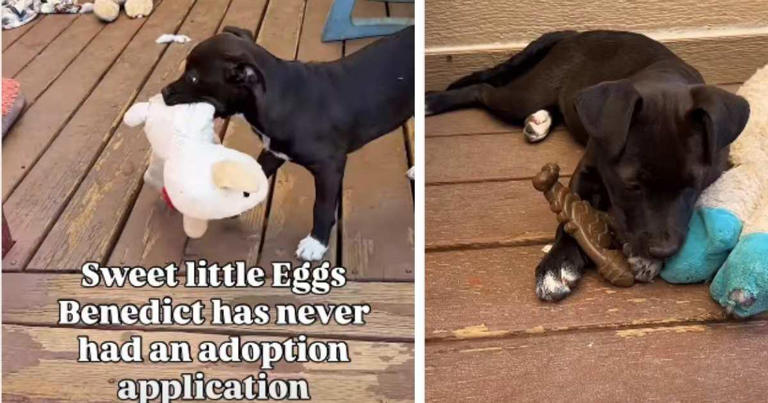 Shelter puppy with no adoption applications finally gets the ending she ...