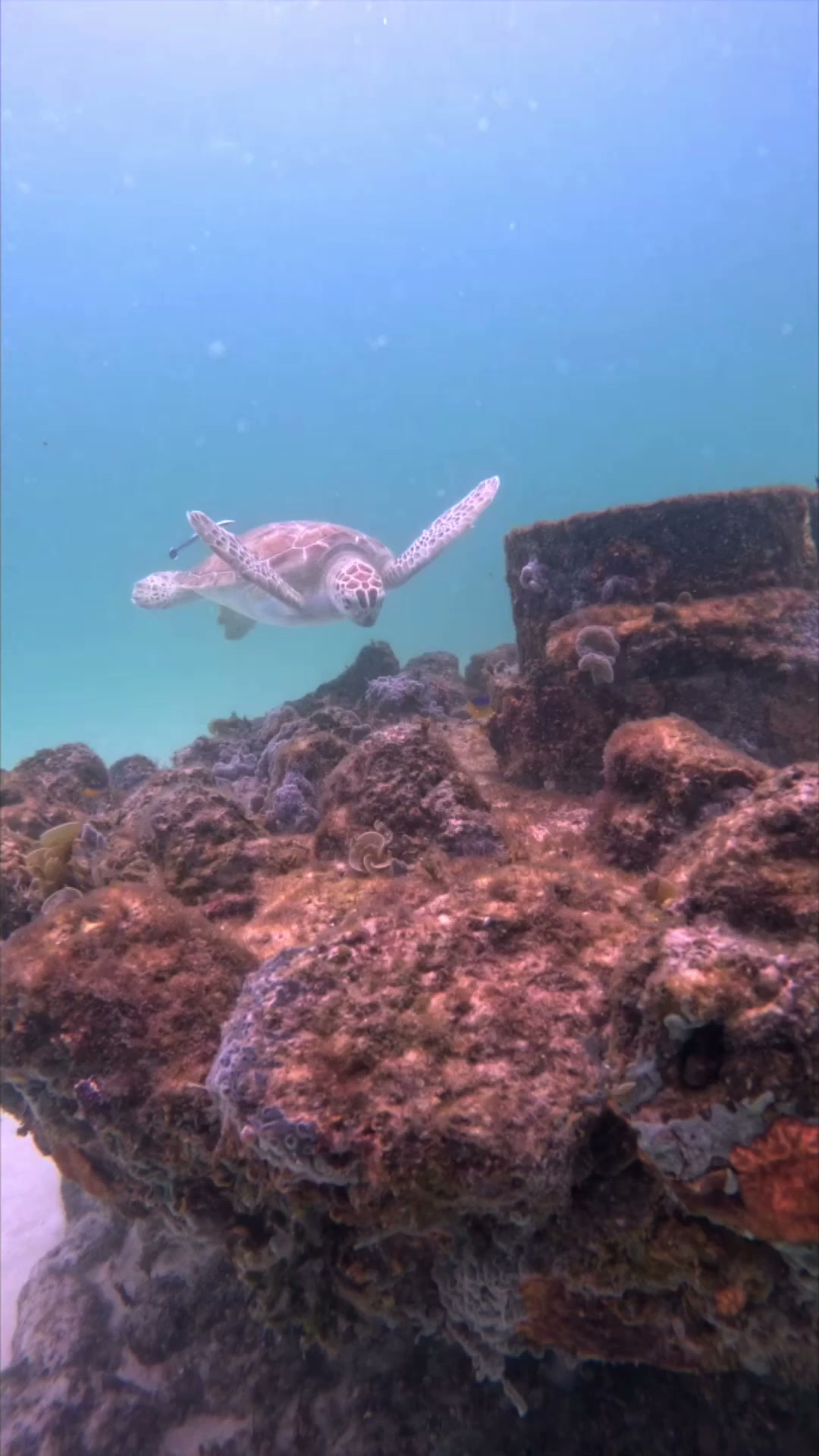 A green sea turtle is having a snack at the Navarre Beach!