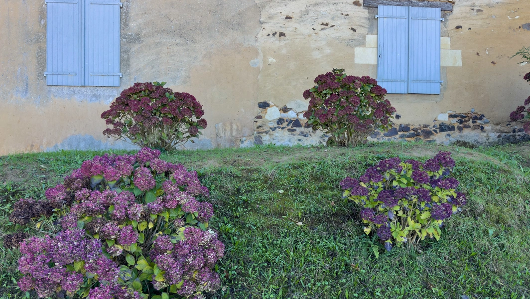 15 plants with striking seasonal color changes