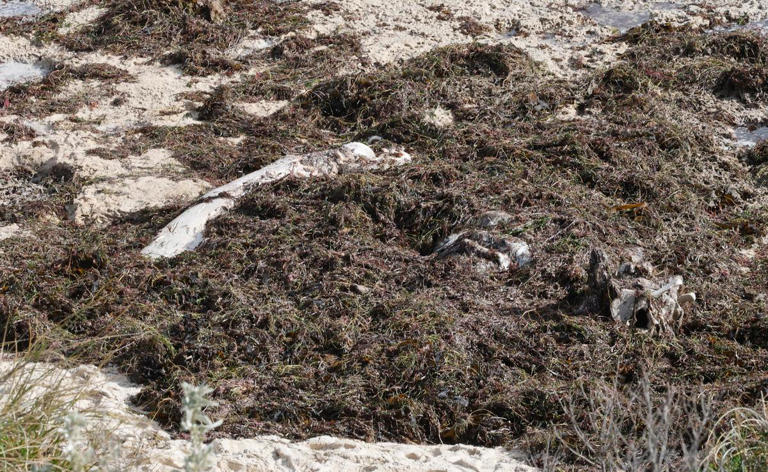 Whale carcass washes ashore at Grant Beach in Cottesloe, causing beach ...