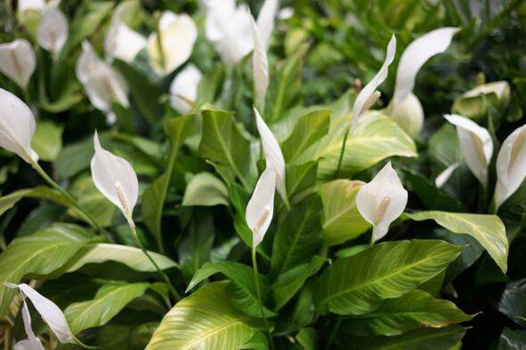 Peace lilies flower at 'almost any time of year' if you do 1 task that ...