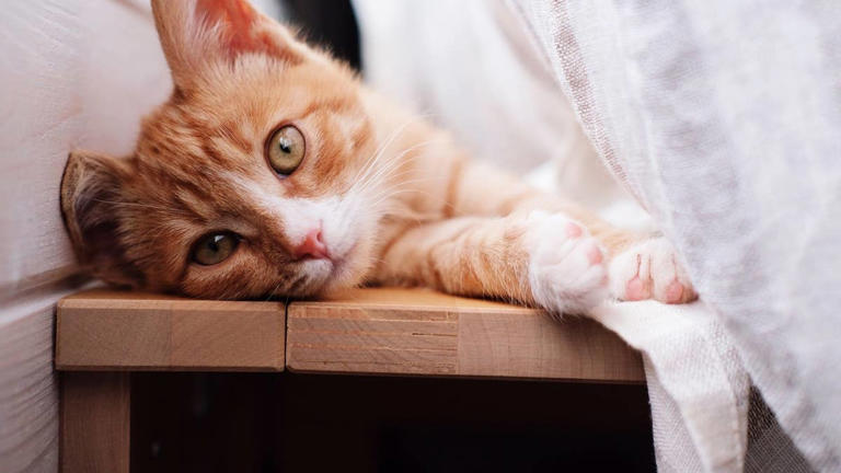 7 best cat breeds for seniors
