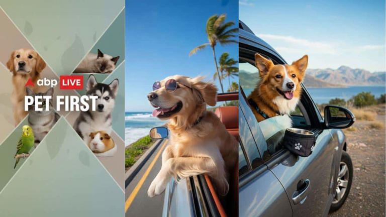ABP LIVE Pet First | Planning a road trip with your dog? These 6 safety ...