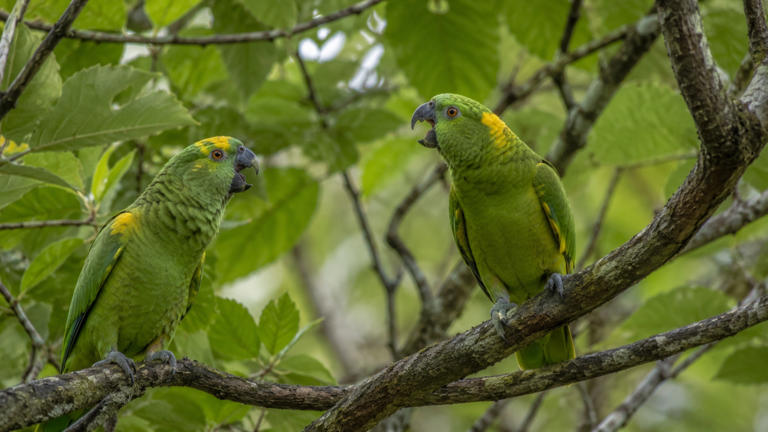 Parrots may use names, not just mimic human words