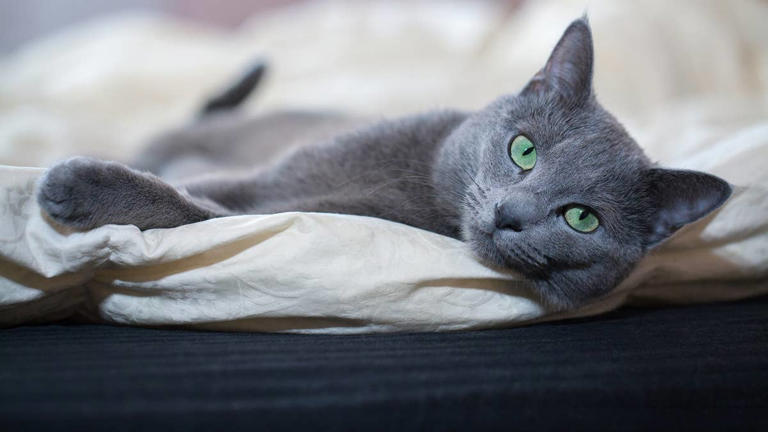 7 best cat breeds for seniors
