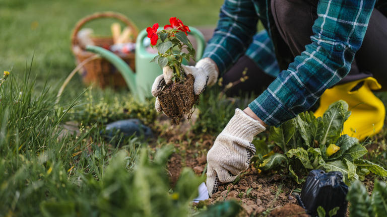 Not gravel or mulch: The landscaping material that adds contrast to ...