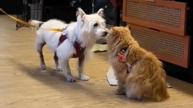 At San Francisco senior dog rescue, a resident cat clocks in to test ...