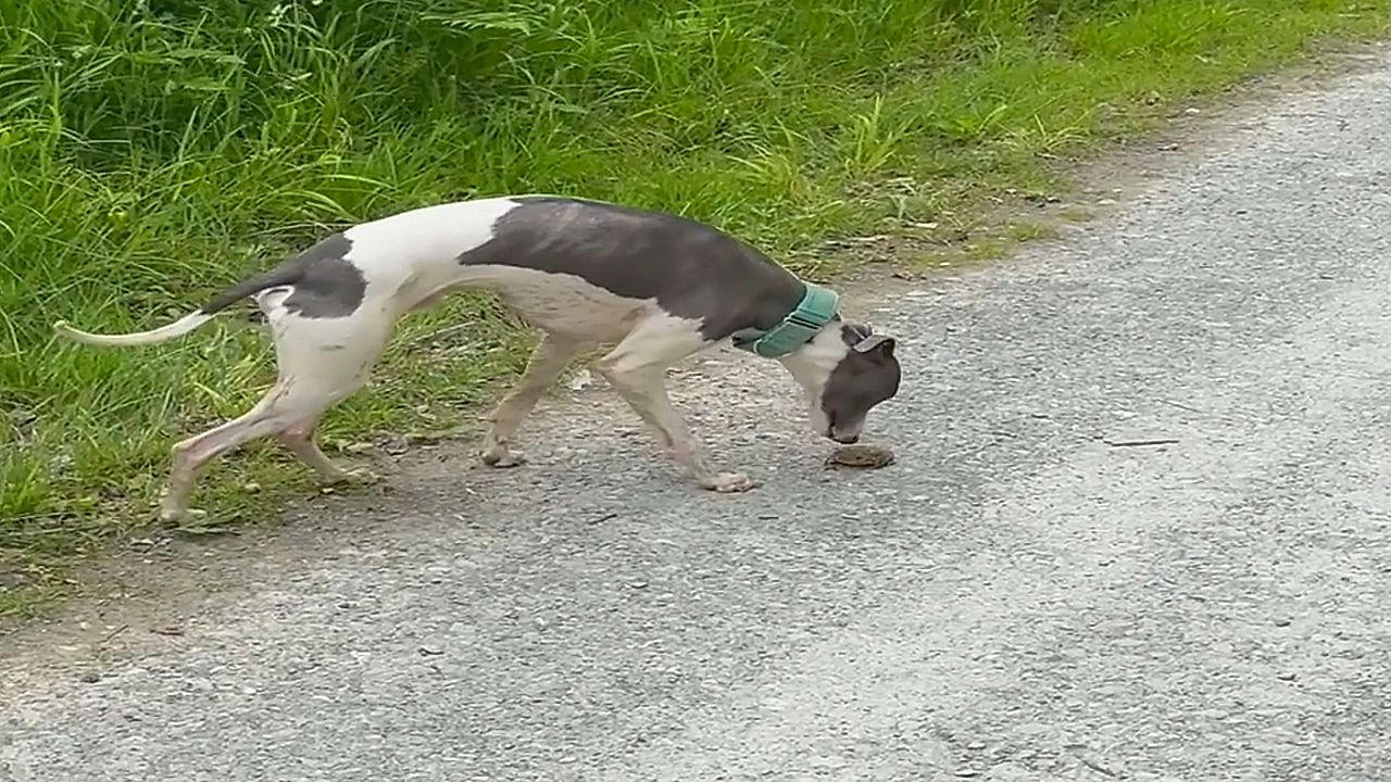 Tiny toad gives curious whippet the fright of his life