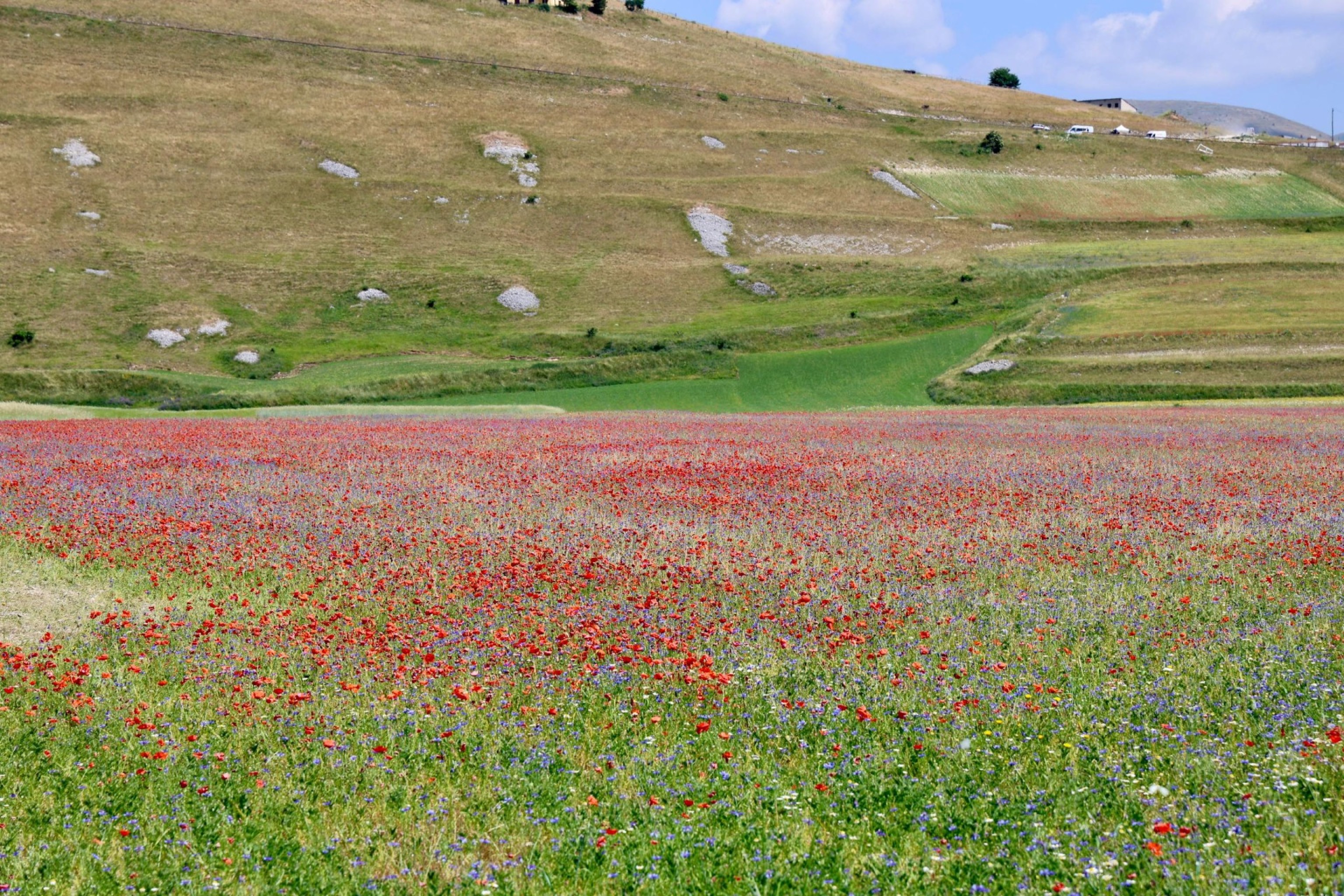 ANSA-BOX/ A Castelluccio di Norcia il caldo spegne la fioritura