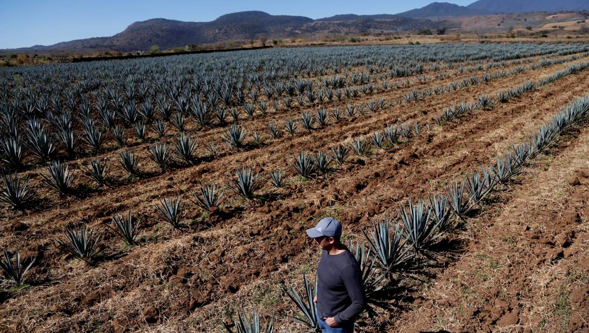 Los Sierra: los hermanos que mancharon de sangre el mezcal y sembraron ...
