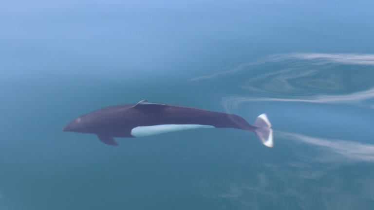Drone footage shows orcas hunting great white sharks and surgically ...