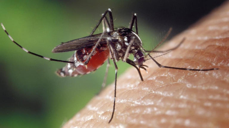 Mosquito sticks: Using these at home? Lab tests reveal shocking results!