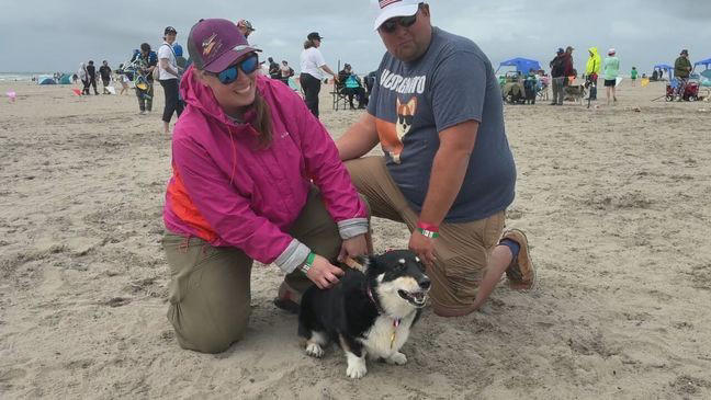 Corgis take over Seaside beach for fundraiser