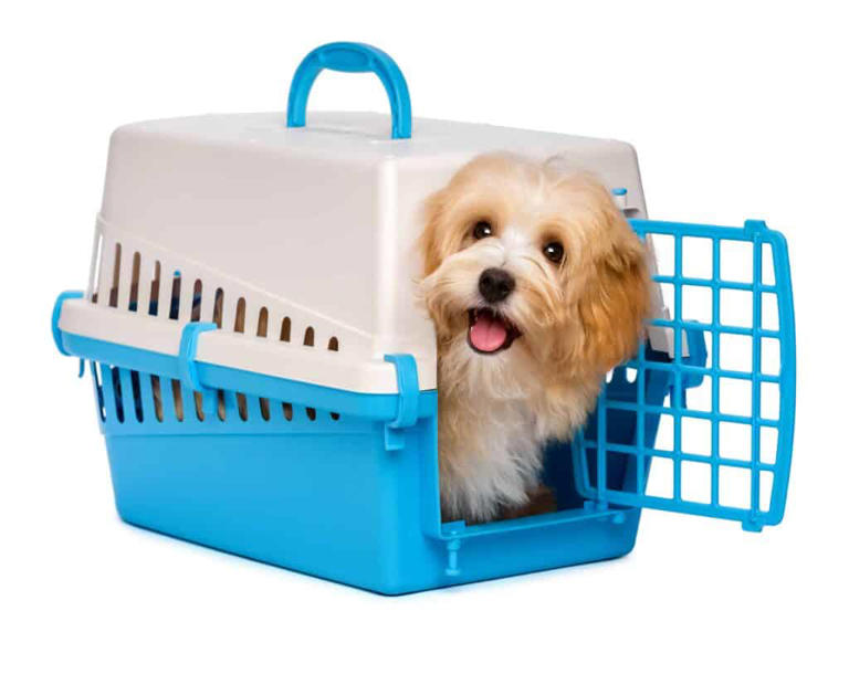 Dog travel tips: Why airline policies matter more than you think