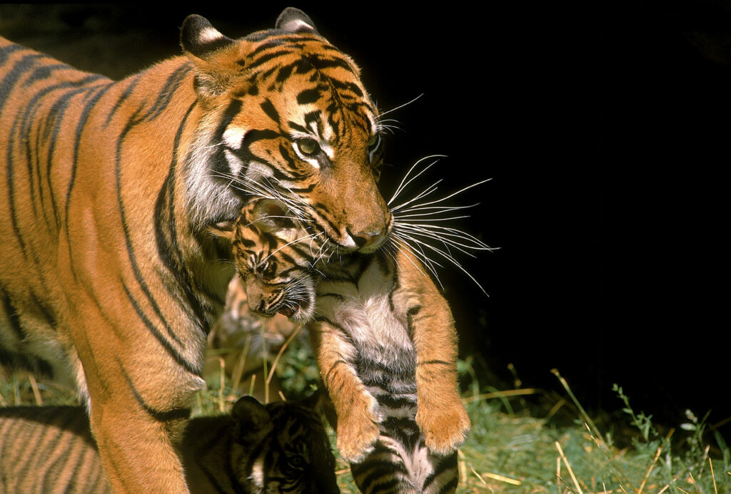 New tiger cubs offer hope for the future of an endangered species