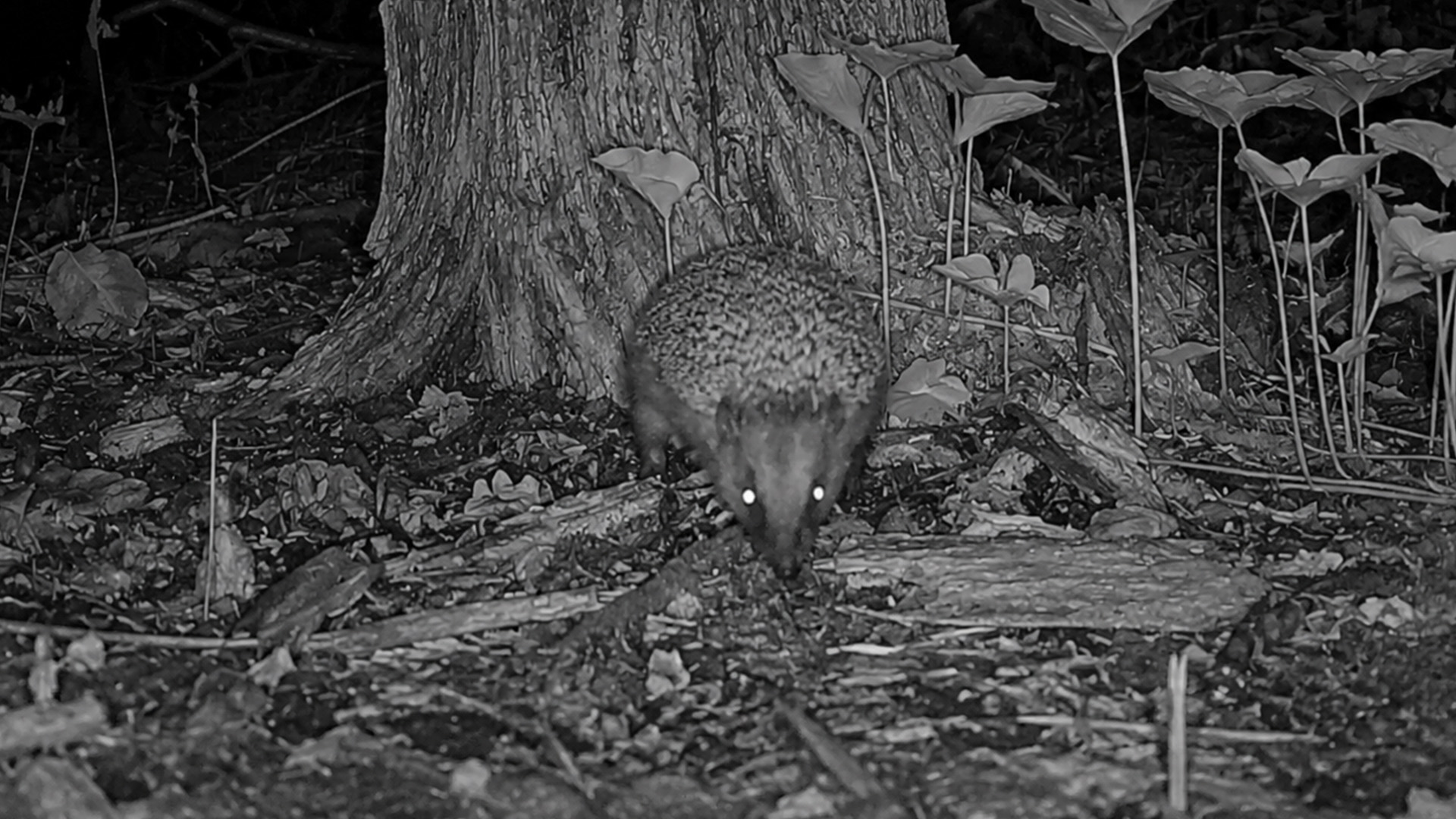 The camera trap captured something we can't explain