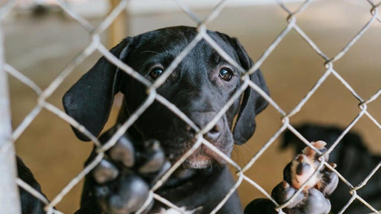 Over 100 dogs found dead at California rescue, many with bullet wounds