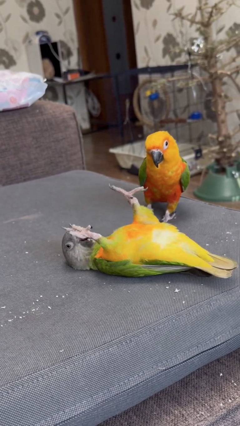 These birds turned their moves into comedy gold