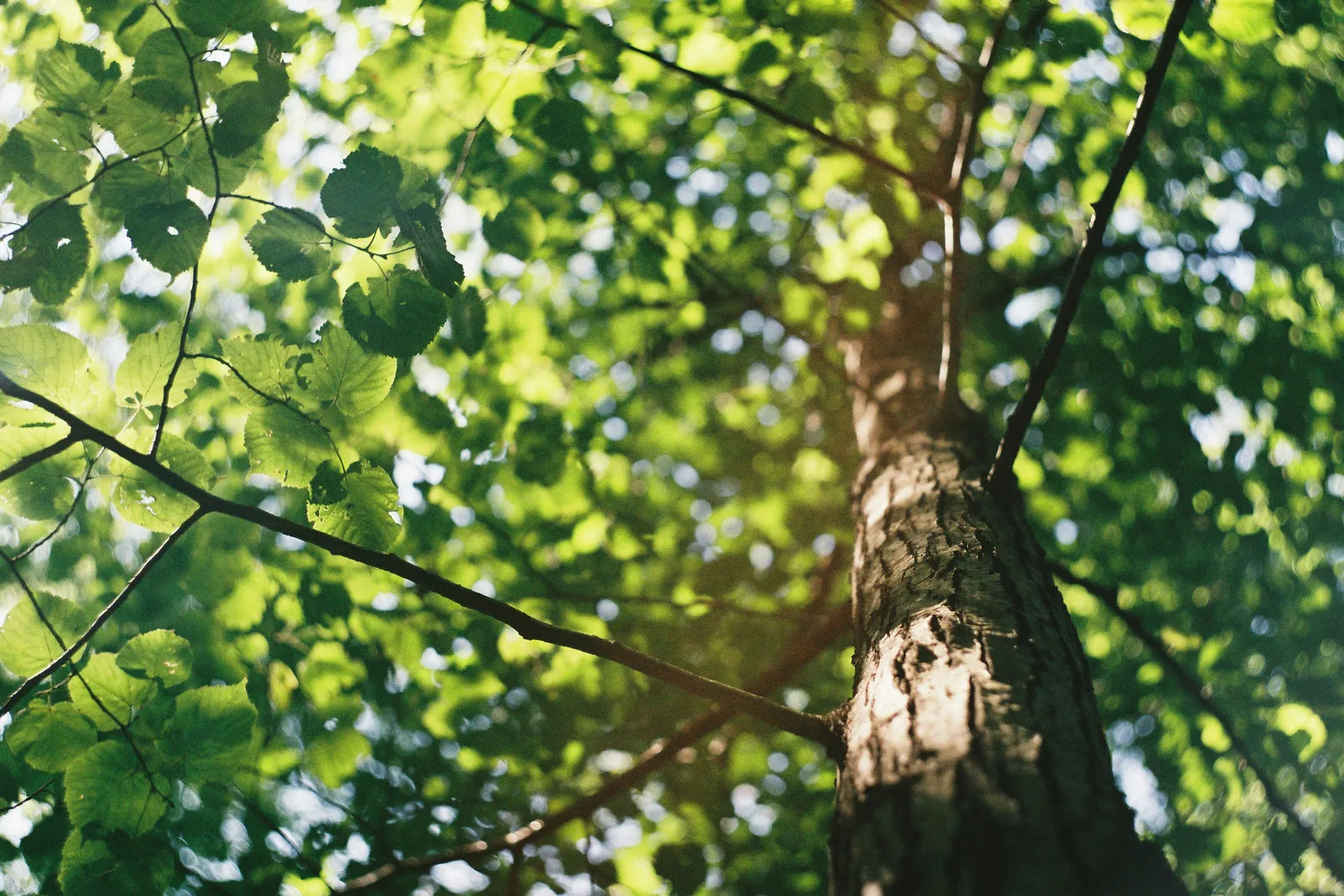 Summer tree trimming protects property safety and curb appeal