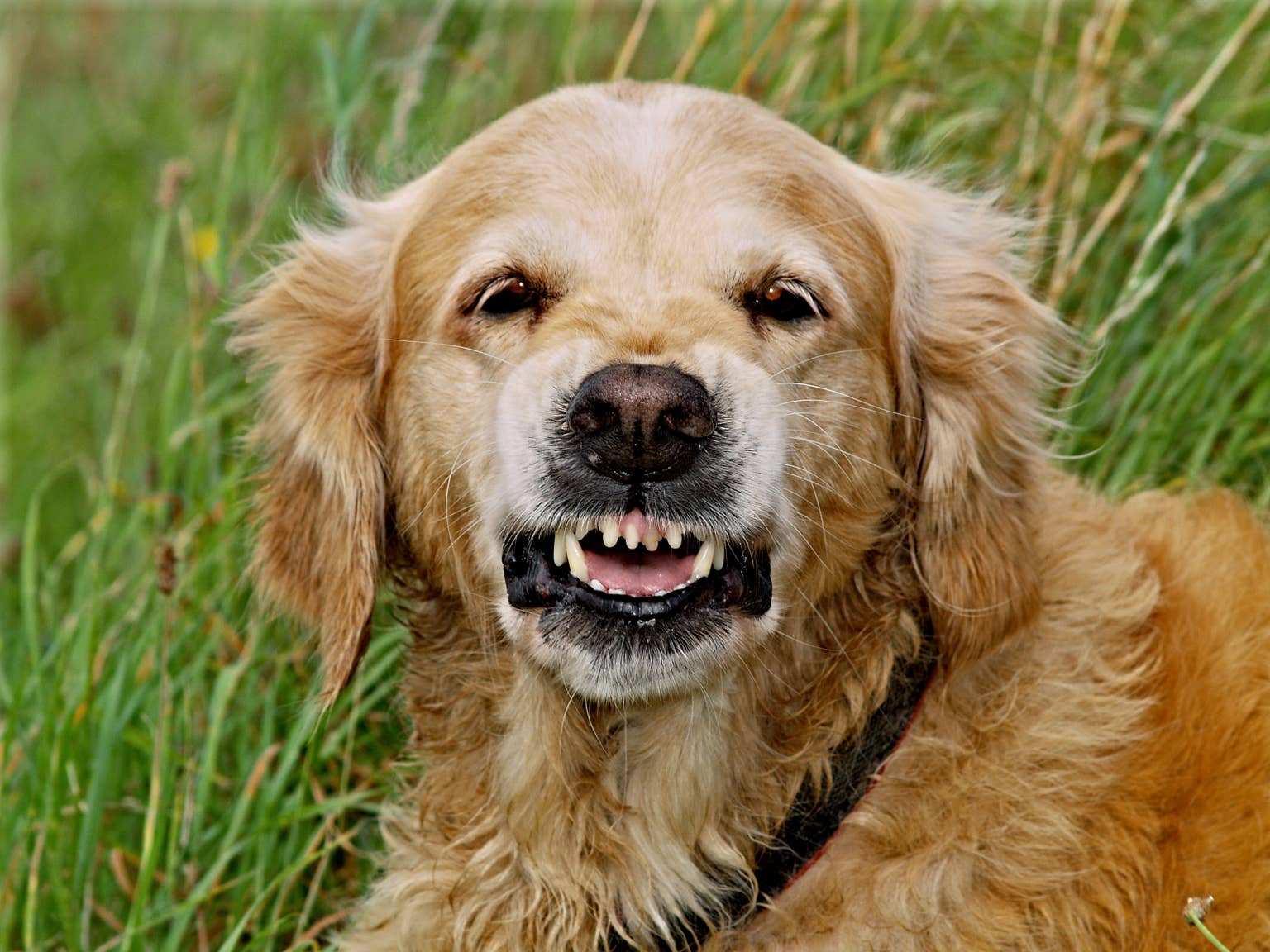 These two dogs saw Love Island USA season 8's Corbin and Sincere on TV ...