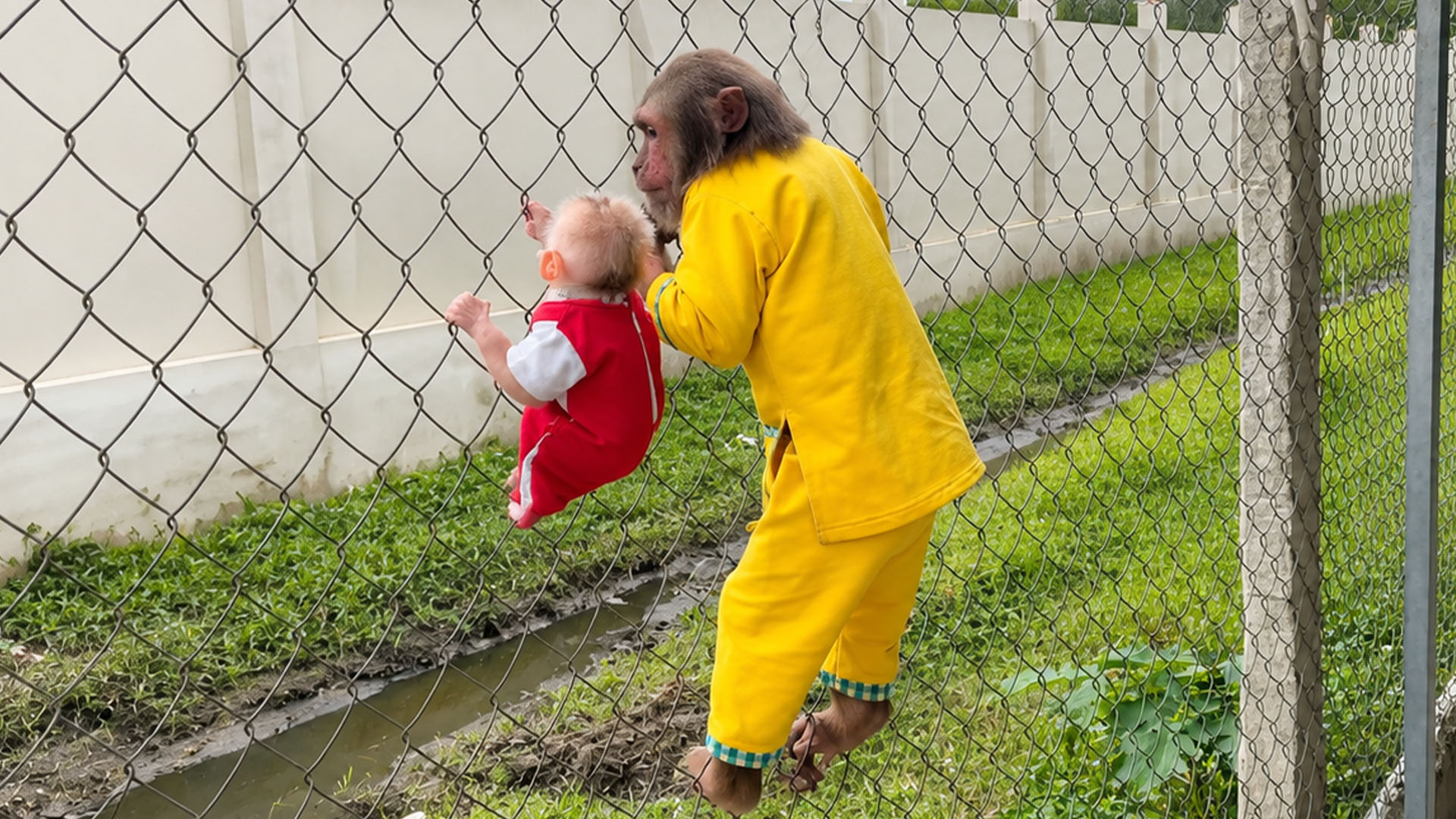 Baby Monkey Tries Following CUTIS Workout With Funny Results Today