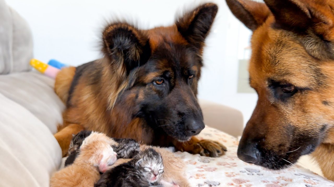 German shepherd protects newborn kittens from another dog