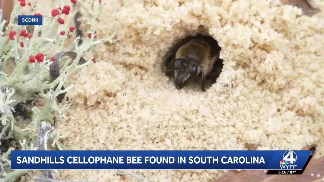 Rare sandhills cellophane bee discovered in South Carolina