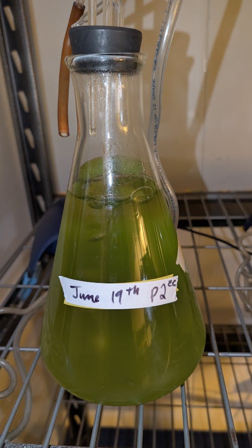 What science tells us about the algae bloom in the Lincoln Memorial ...